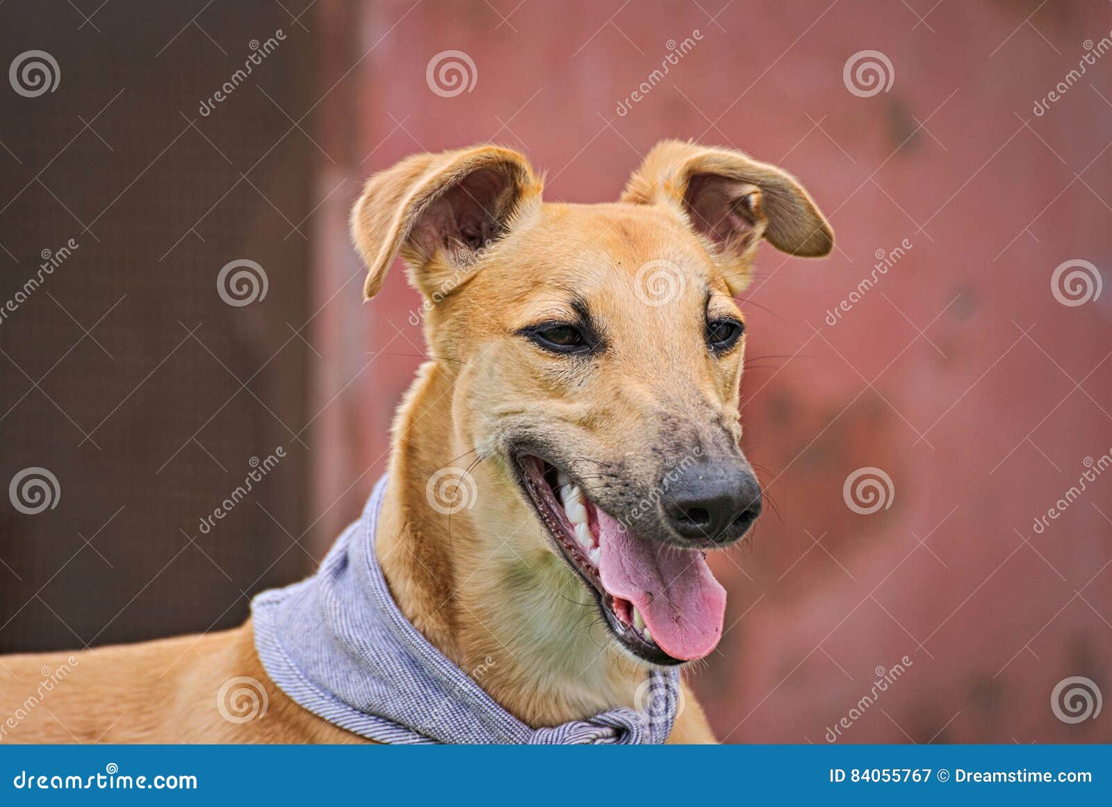 Happy Greyhounds on a Field in Argentina Stock Image - Image of fresh ...