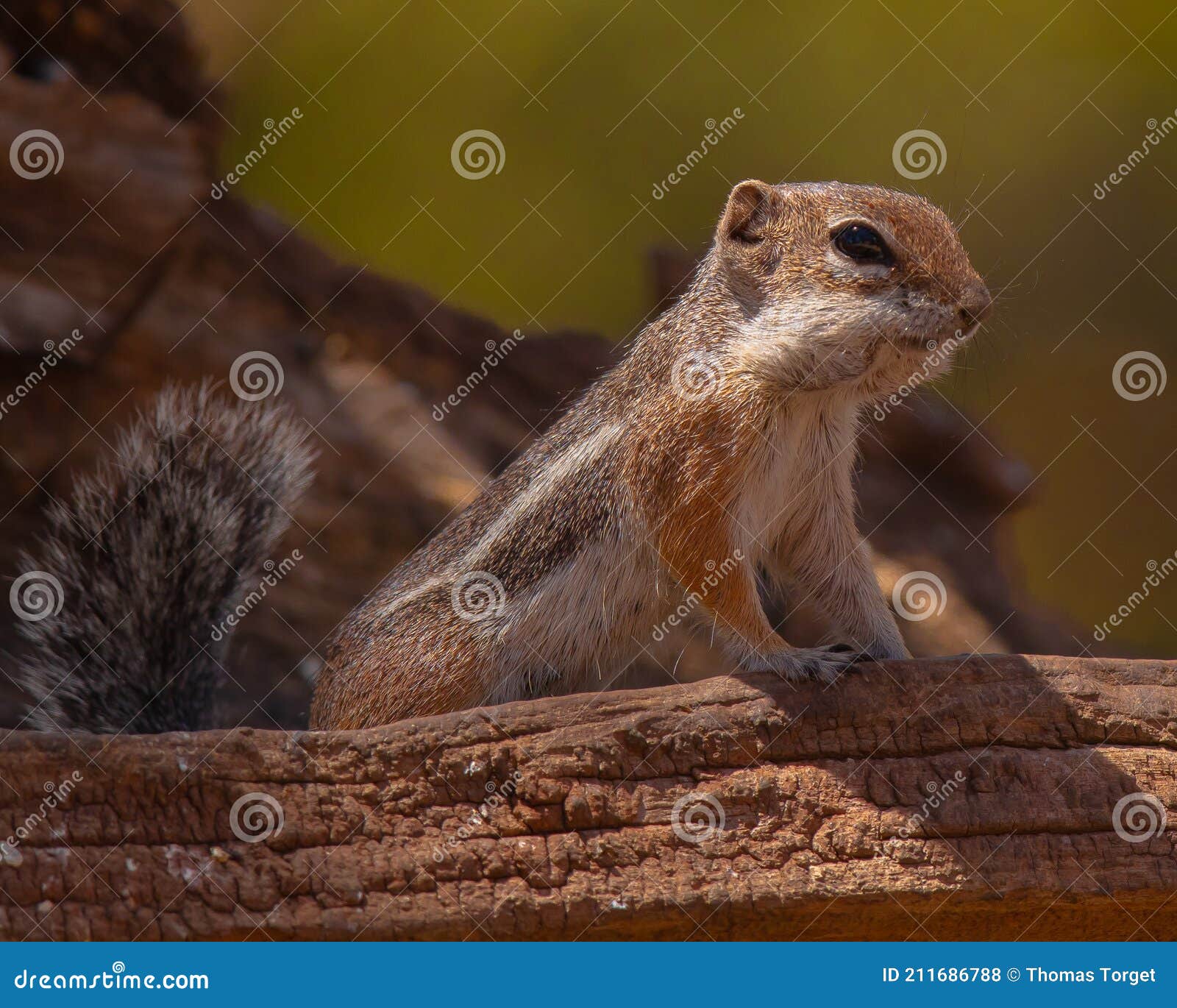 Squirrel Poses on Log with Cheeks Full of Nuts Stock Photo - Image of ...
