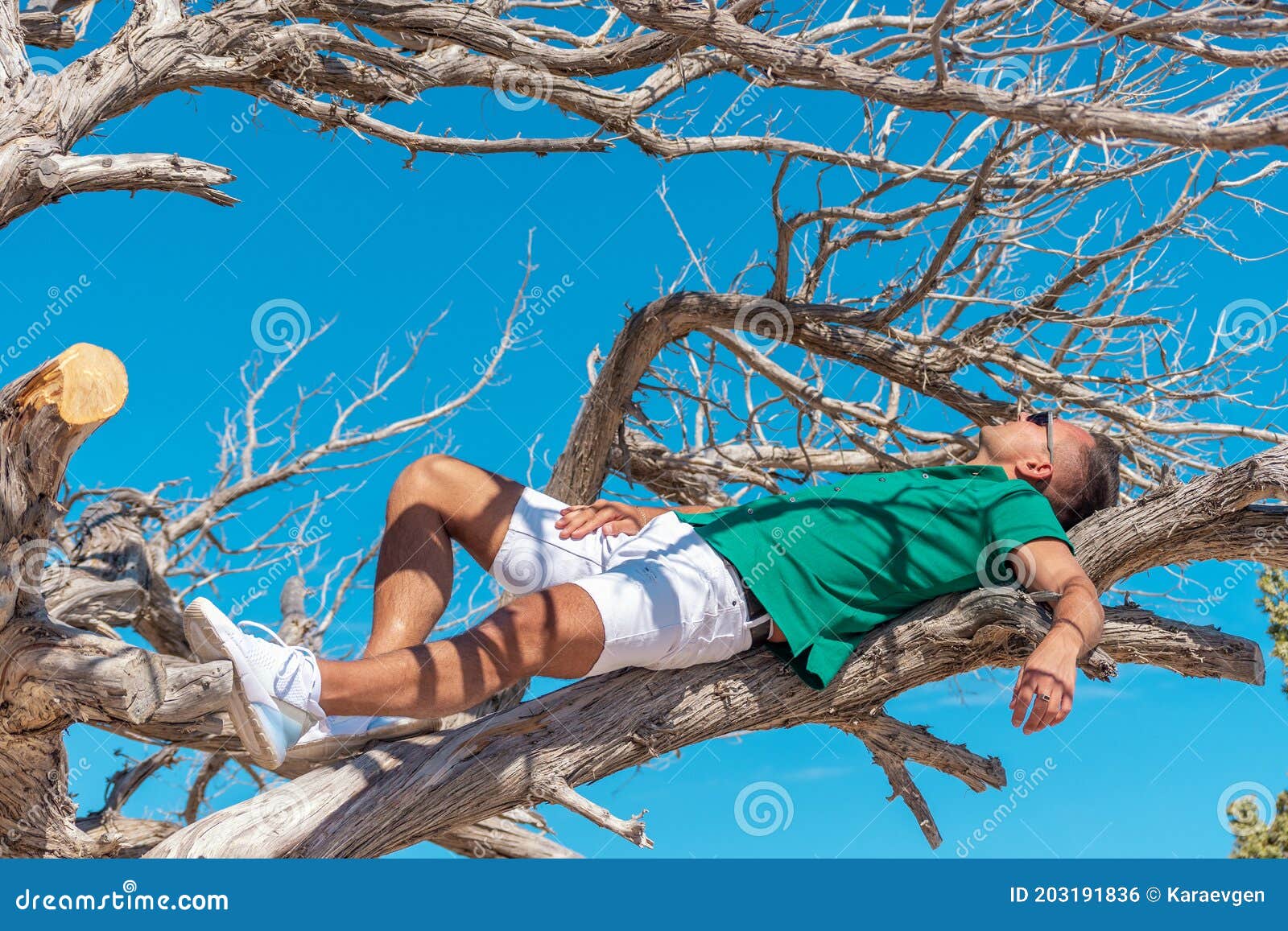 Happy Guy on Tree Branches in Shorts and Shirt Stock Photo - Image of ... Happy Guy on Tree Branches in Shorts and Shirt Stock Photo - Image of ...