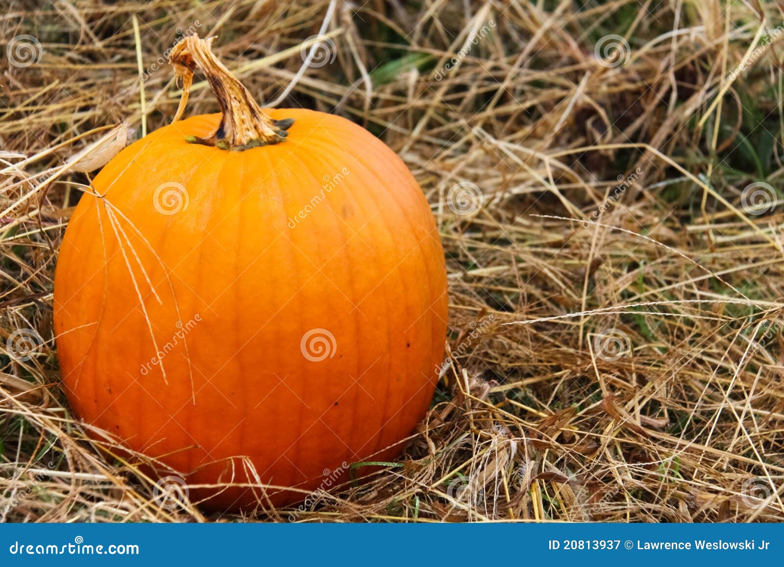 Happy Halloween County Pumpkin in Field Stock Image - Image of color ...