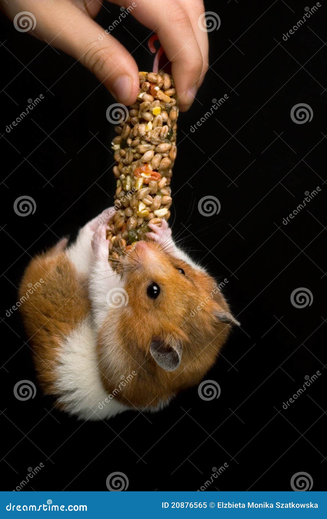 Happy Hamster Is Enjoy His Food Stock Photography | CartoonDealer.com ...