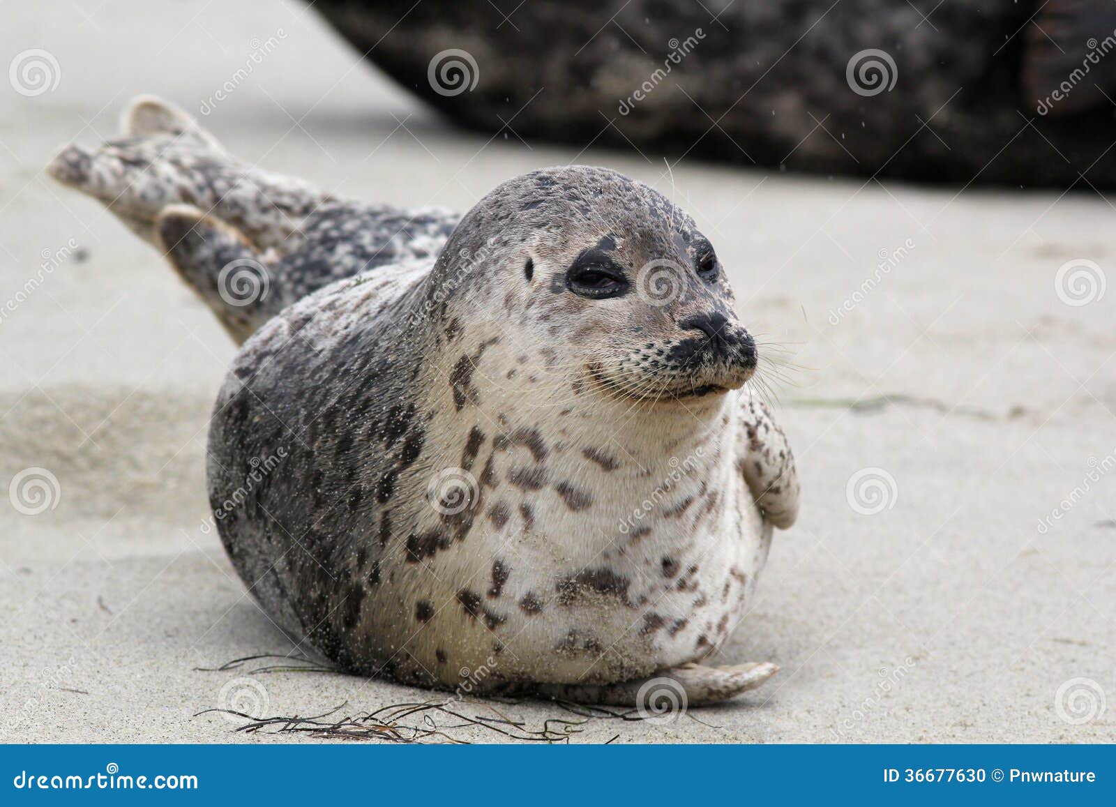 Happy Harbor Seal stock photo. Image of outdoors, spotted - 36677630