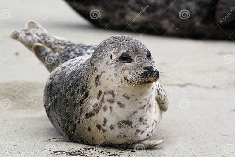 Happy Harbor Seal stock photo. Image of outdoors, spotted - 36677630