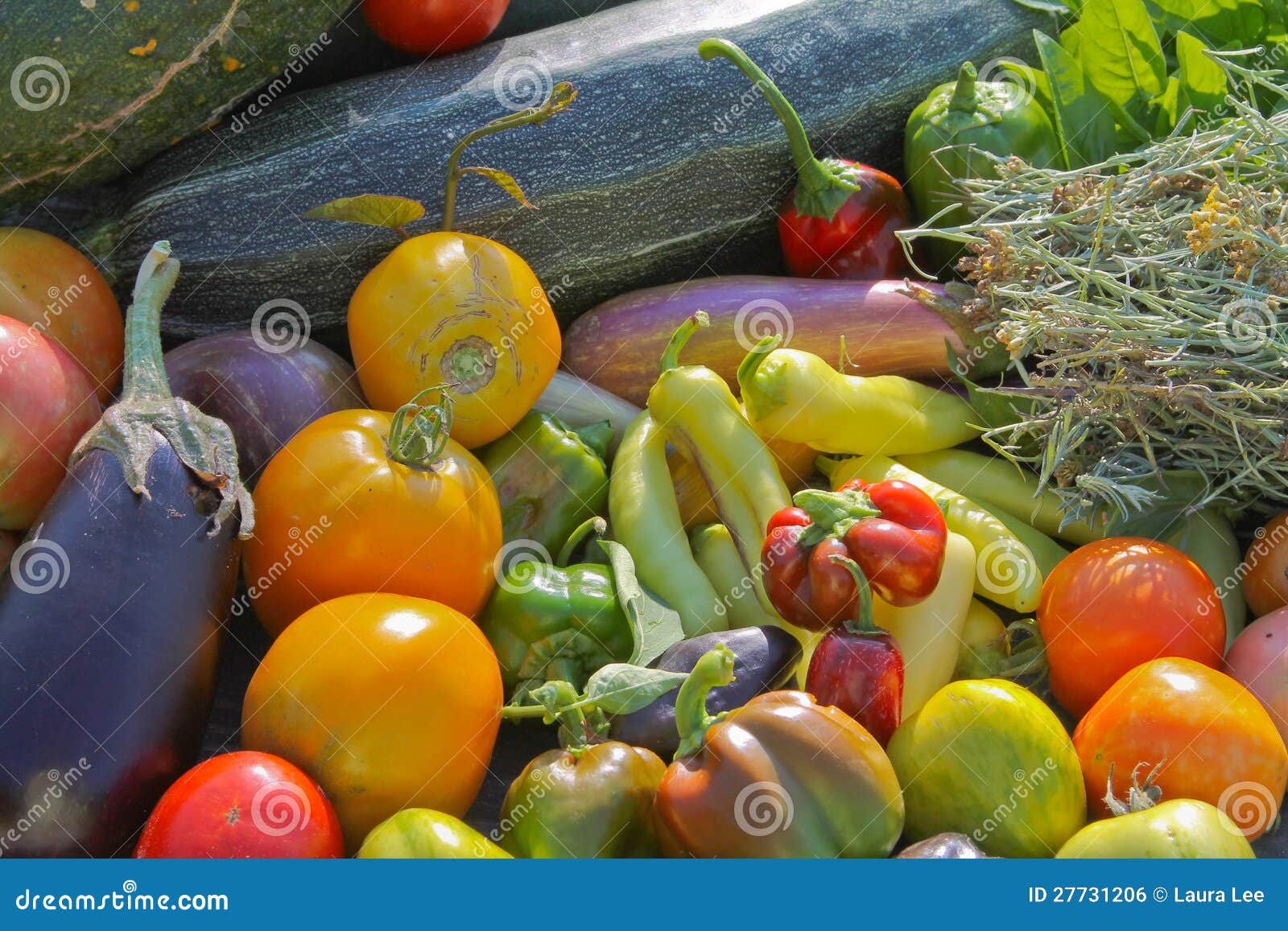 Happy Harvest stock photo. Image of environment, plant - 27731206