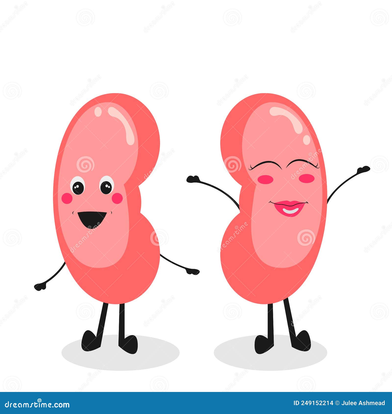 Cartoon Vector Illustration Graphic of the Human Kidneys Healthy and ...