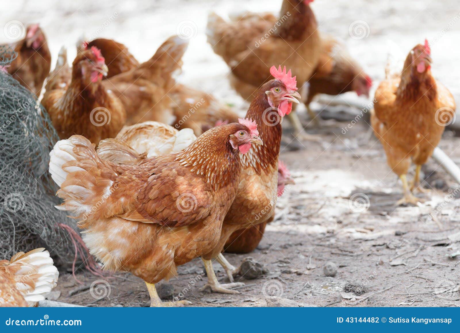 Cage Free Chicken Royalty-Free Stock Photography | CartoonDealer.com ...