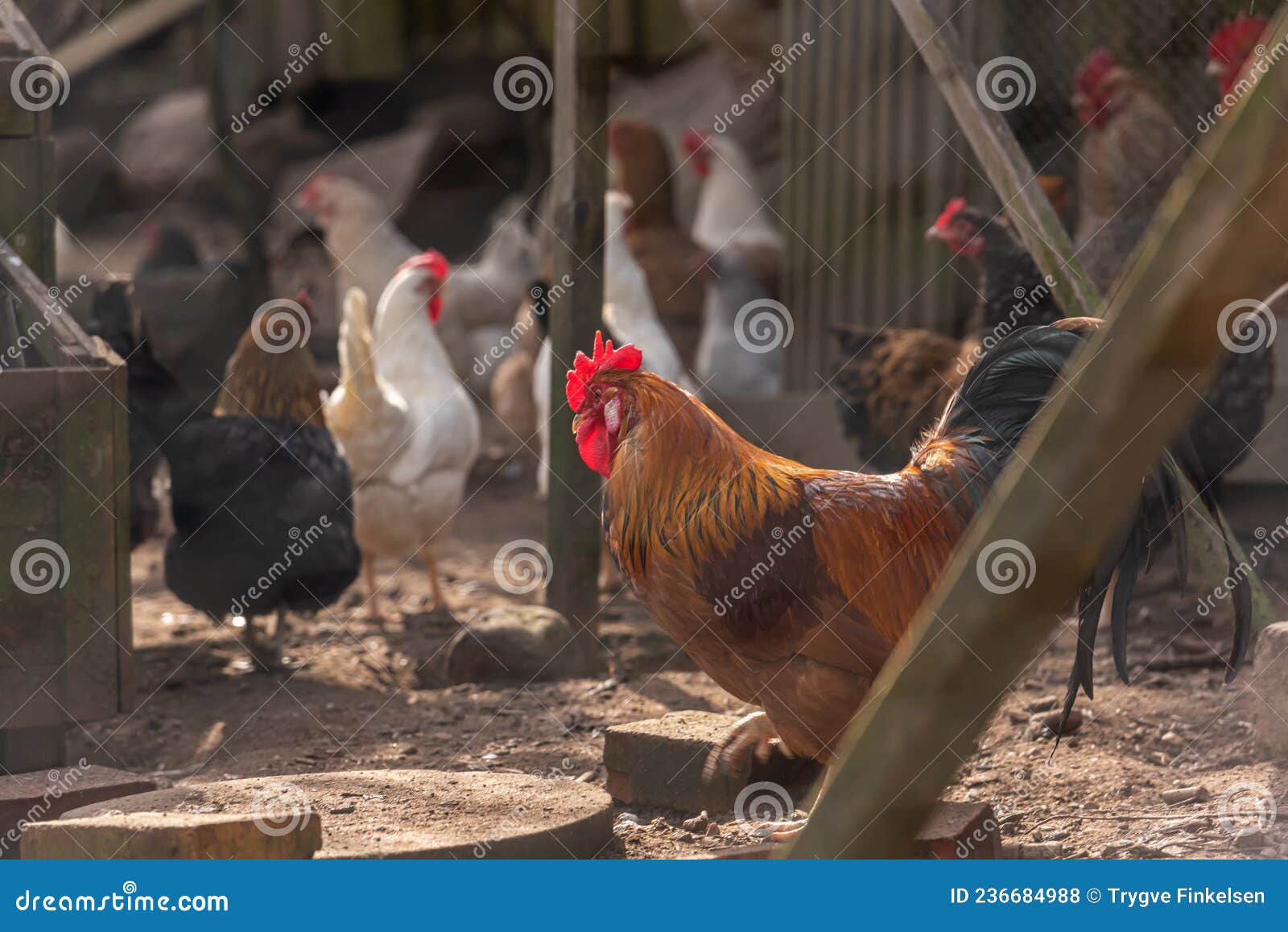 Happy hens in a pen.. stock photo. Image of country - 236684988