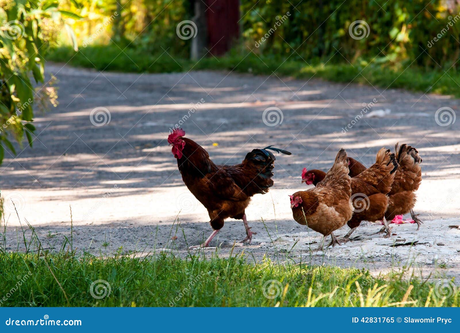 Happy hens and rooster stock image. Image of ecology - 42831765