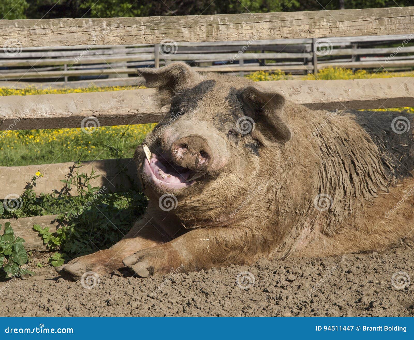 Happy Hog in a Pen stock image. Image of agriculture - 94511447