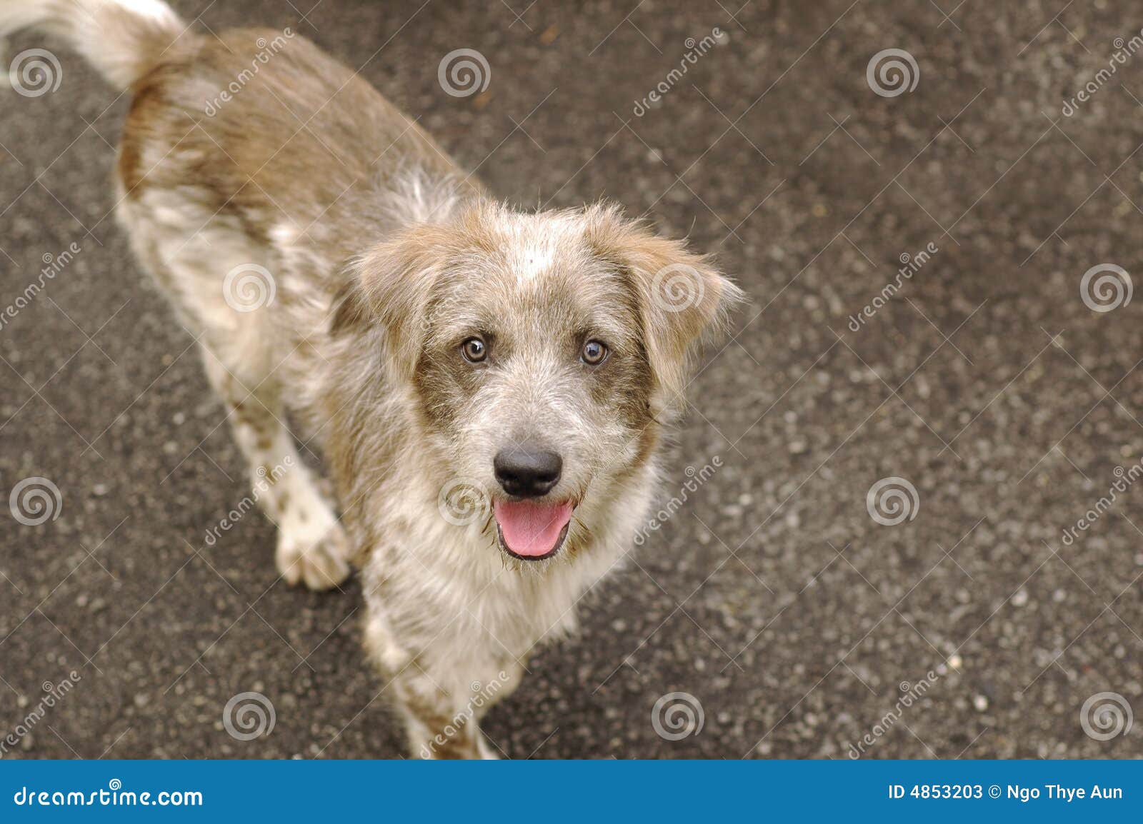 Happy Homeless Dog stock image. Image of stray, friend - 4853203