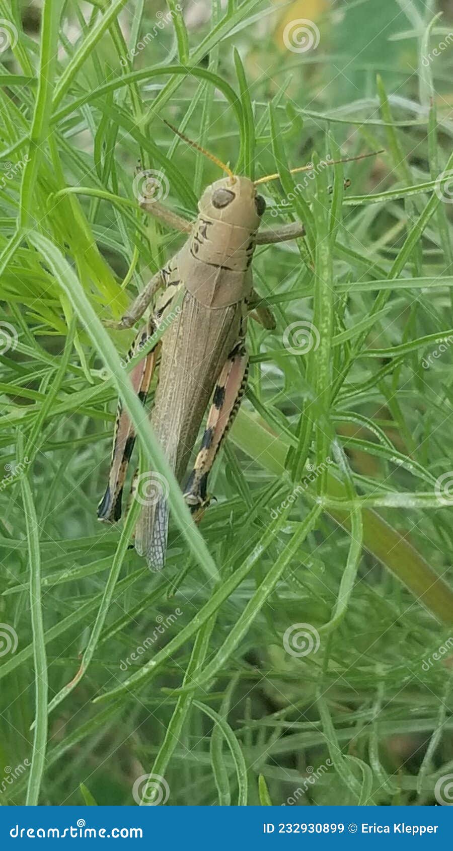 Happy Hoppy Grasshopper stock image. Image of wildlife - 232930899