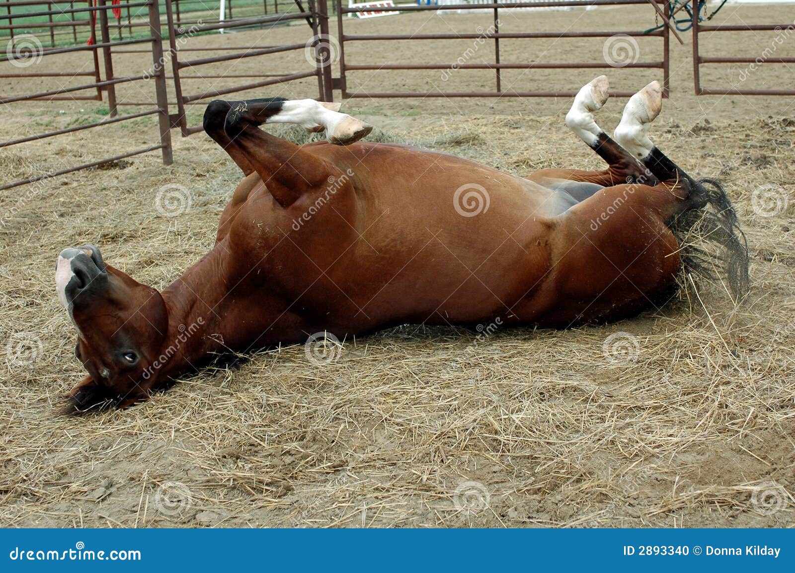 Happy Horse stock photo. Image of roll, rolling, animal - 2893340