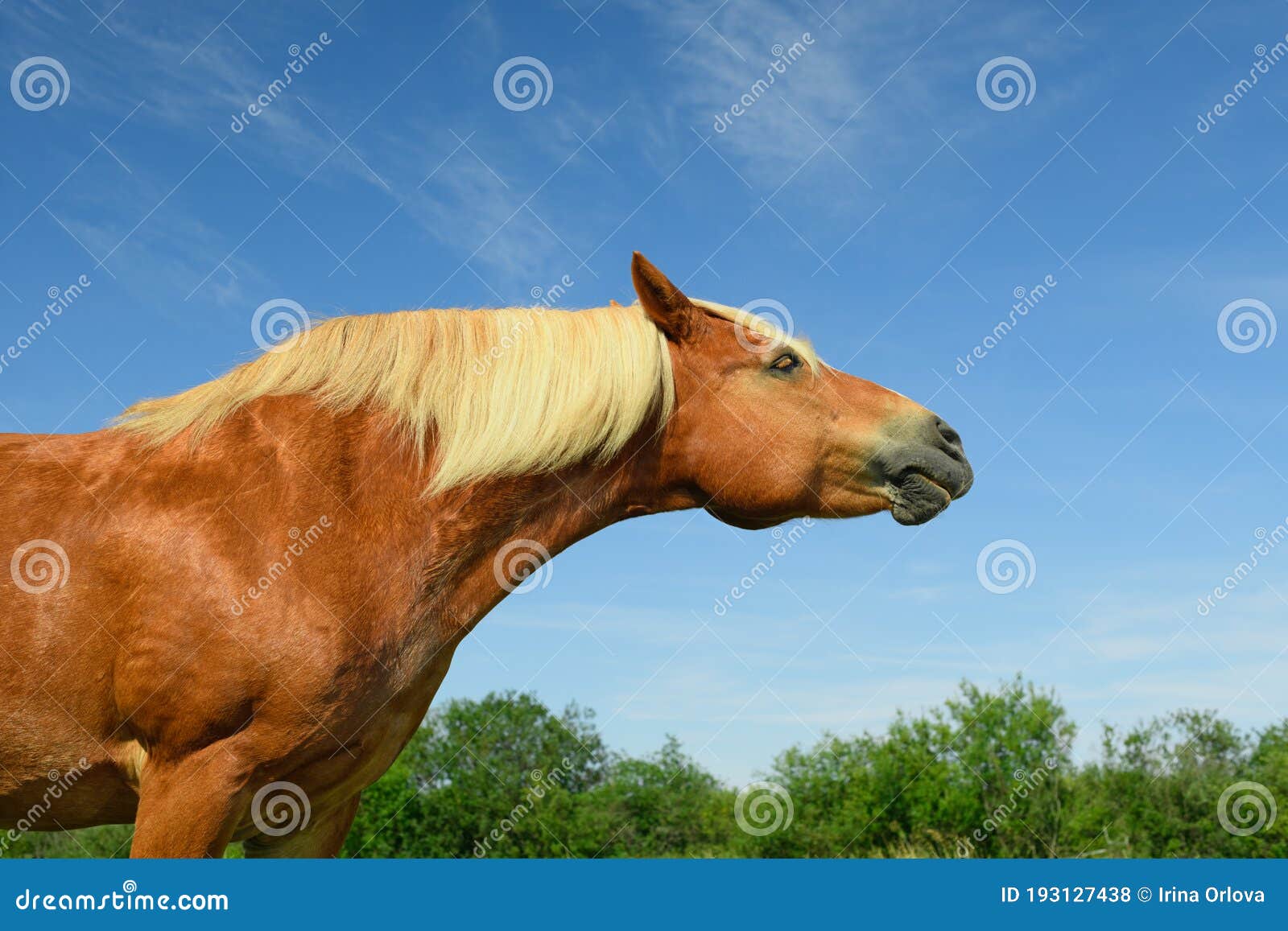 The Happy Horse is Extending Its Neck Against the Blue Sky Stock Photo ...