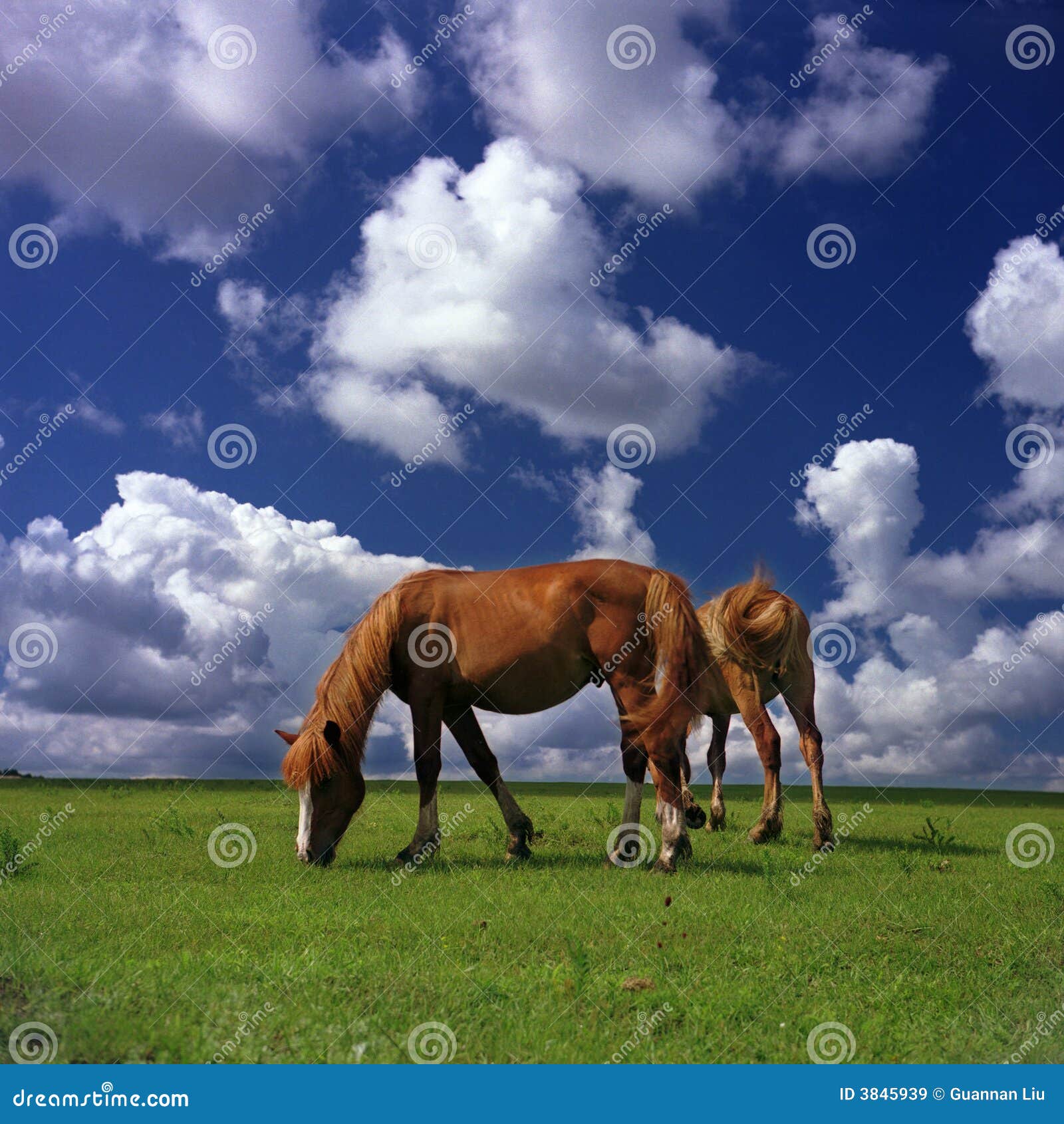 Happy horses stock image. Image of asian, sooth, horse - 3845939
