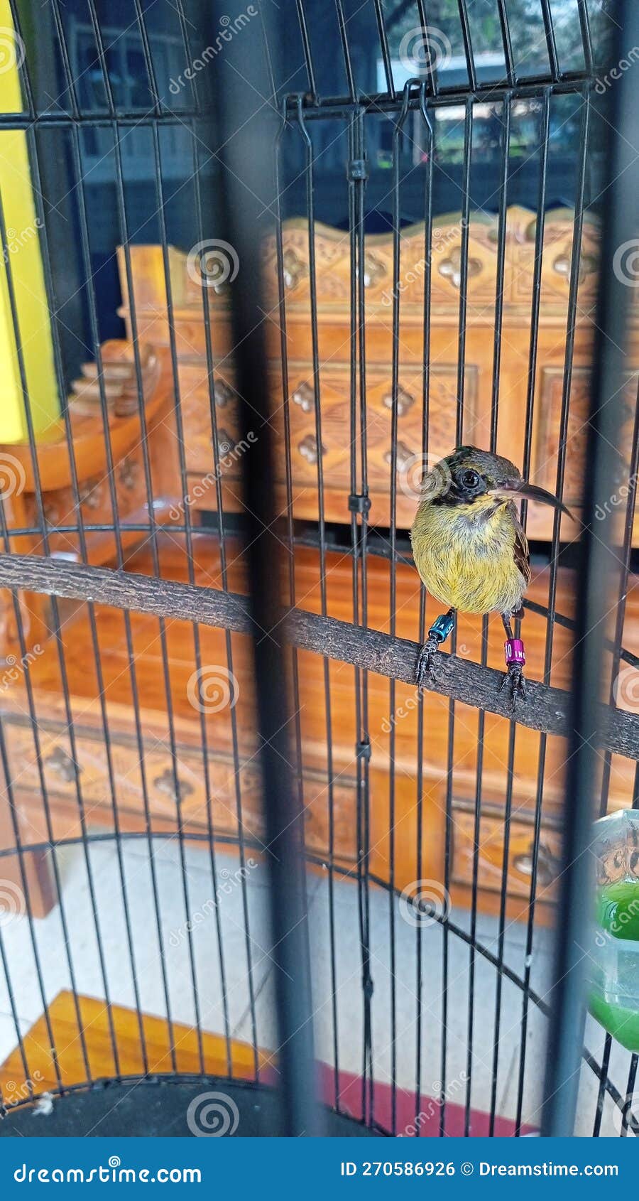 Happy Hummingbird in a Cage on a Sunny Morning Stock Photo - Image of ...