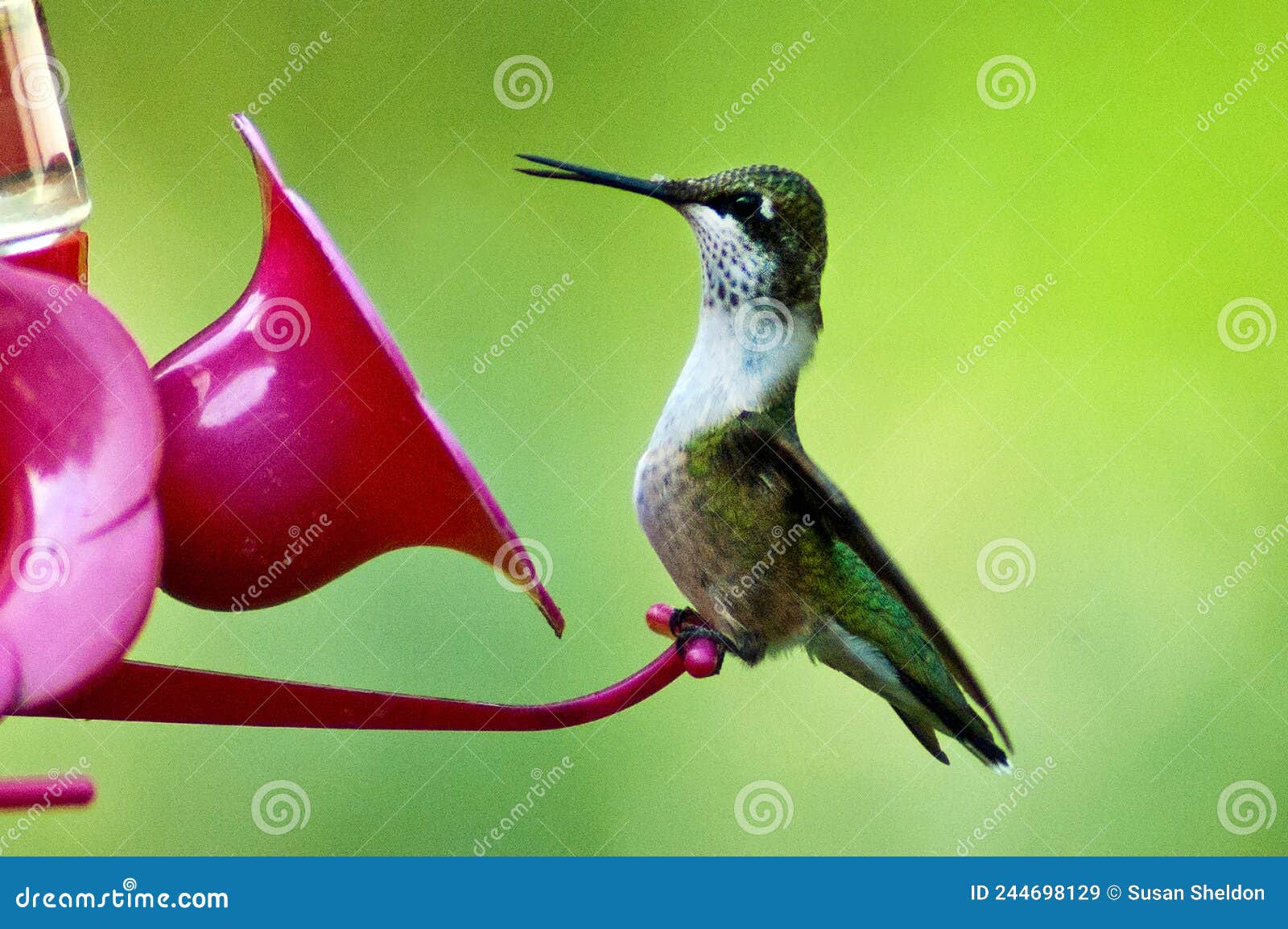 Happy Hummingbird on a Feeder Stock Image - Image of america, flora ...