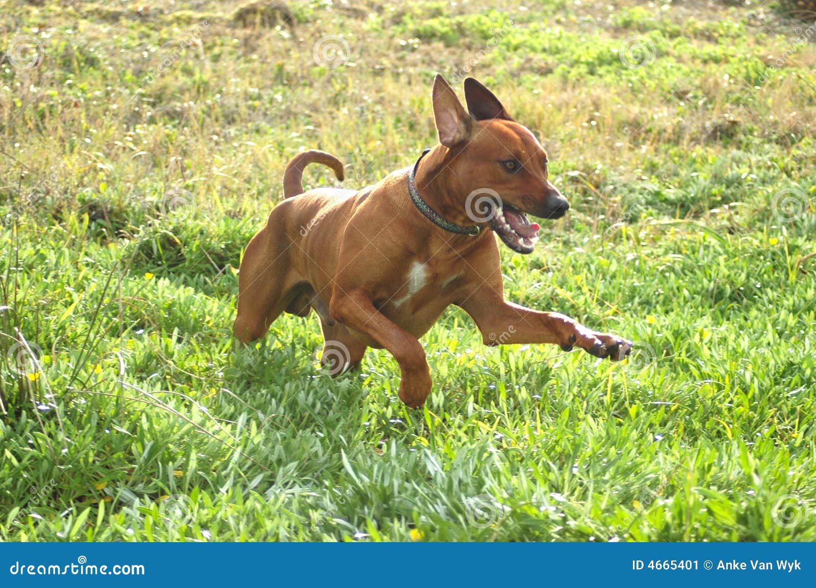 Happy hunting dog stock image. Image of action, beautiful - 4665401