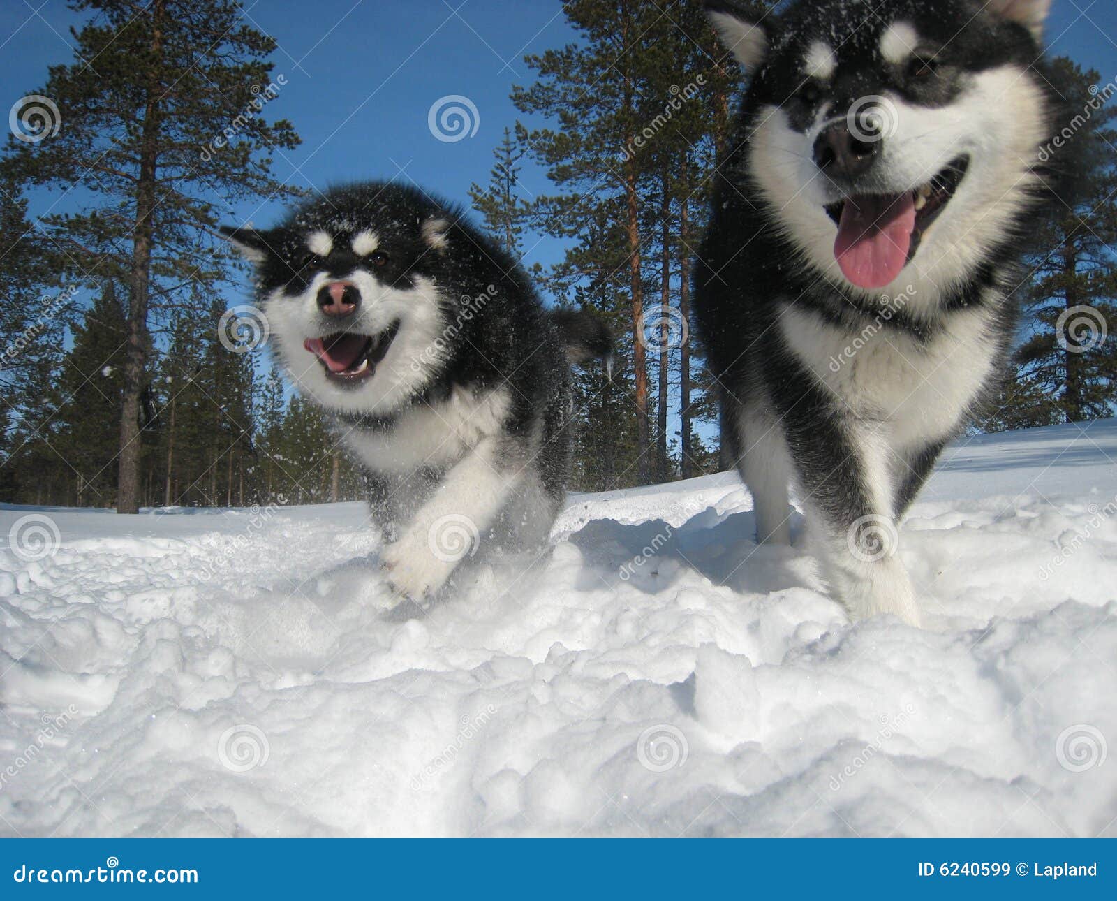 Happy Huskies stock image. Image of sledding, malamutes - 6240599