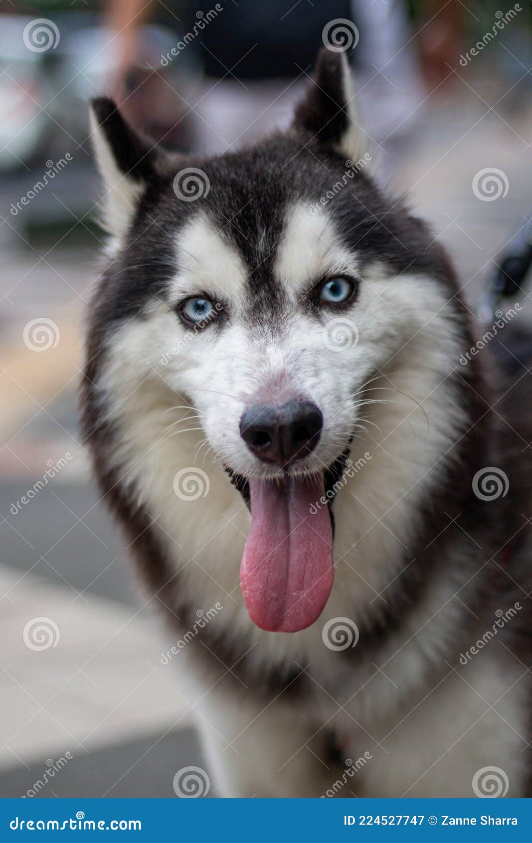 A happy husky stock image. Image of terrier, happy, nose - 224527747