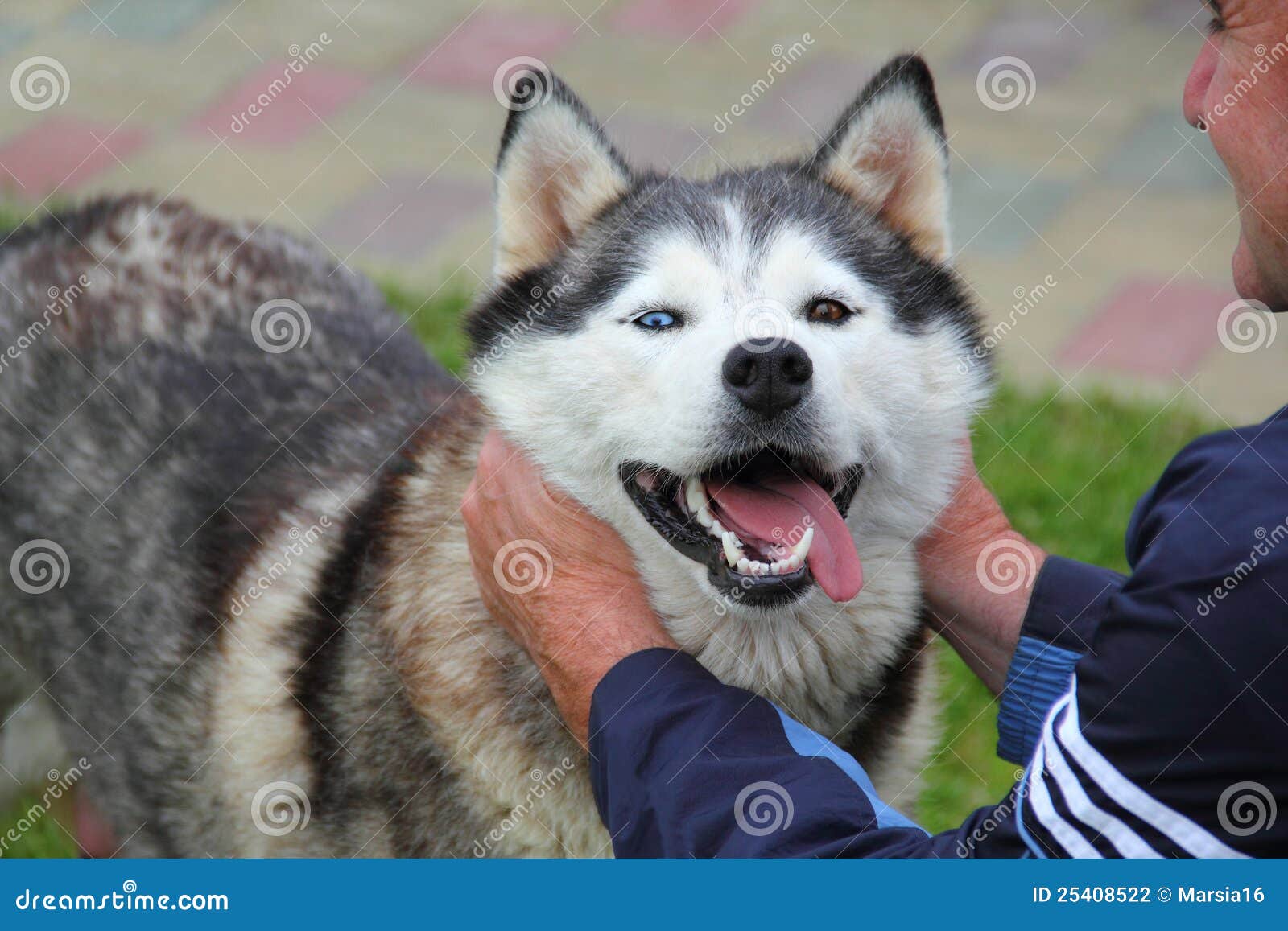 Happy husky dog stock photo. Image of jaws, nose, caucasian - 25408522