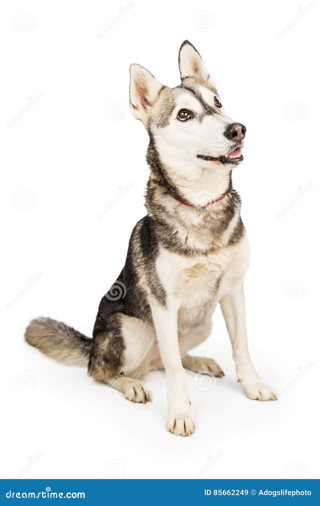 Happy Husky Dog Looking Side Stock Image - Image of full, smile: 85662249