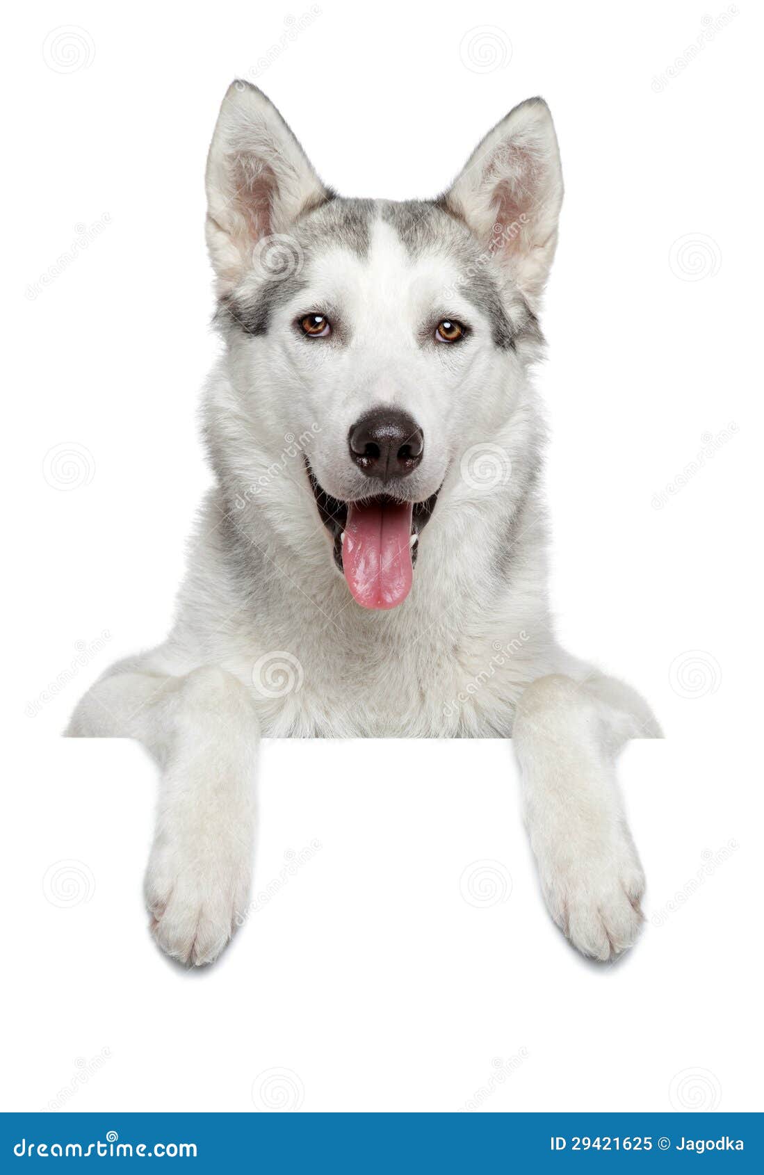Happy husky dog portrait stock image. Image of pedigreed - 29421625