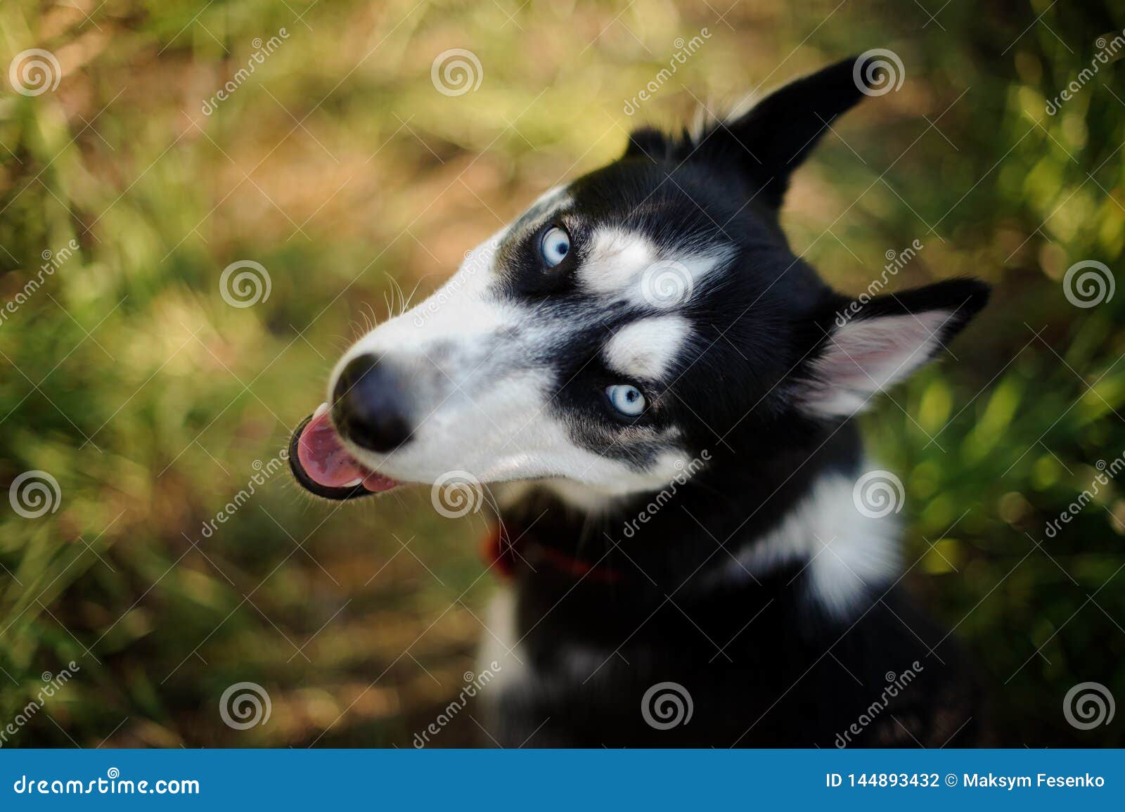 Happy Husky in the Nature Looking Back Stock Photo - Image of beautiful ...