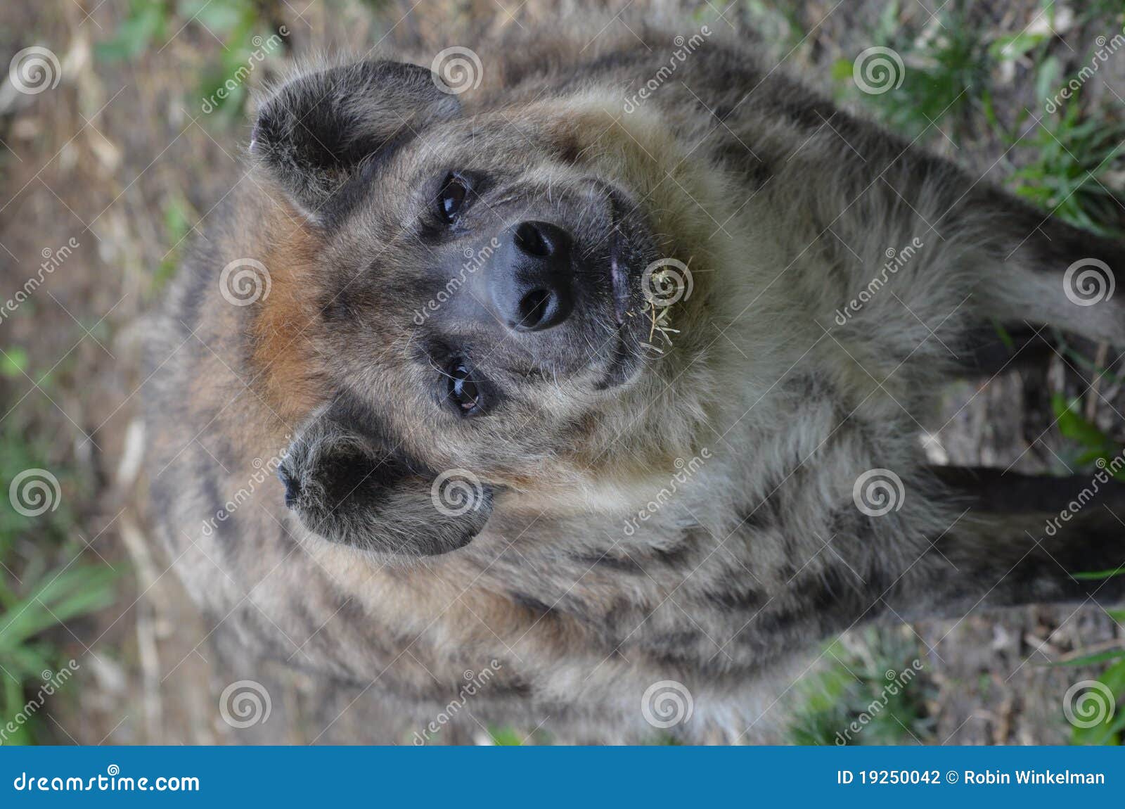 Happy hyena stock photo. Image of stare, gazes, hyena - 19250042