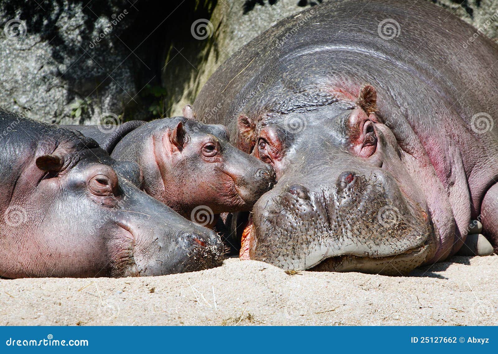 Happy Hyppo Family Stock Photos - Free & Royalty-Free Stock Photos from ...