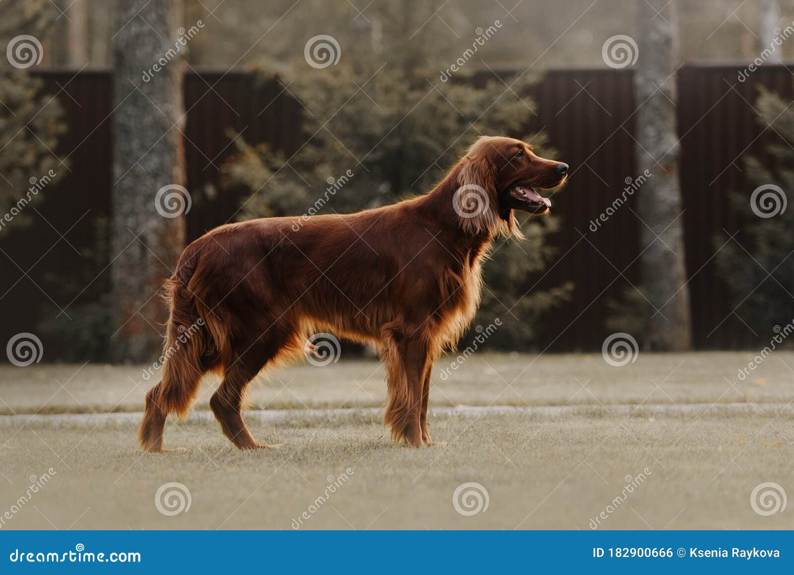 Happy Irish Setter Dog Standing in the Backyard Stock Photo - Image of ...