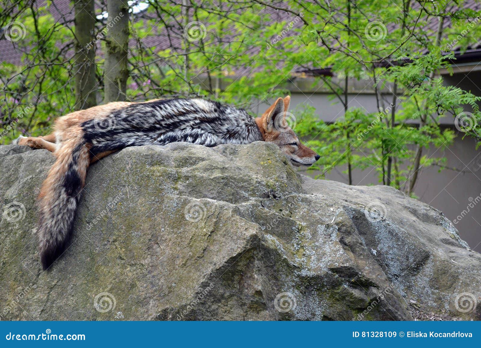 Jackal on the rock stock image. Image of wild, nikon - 81328109