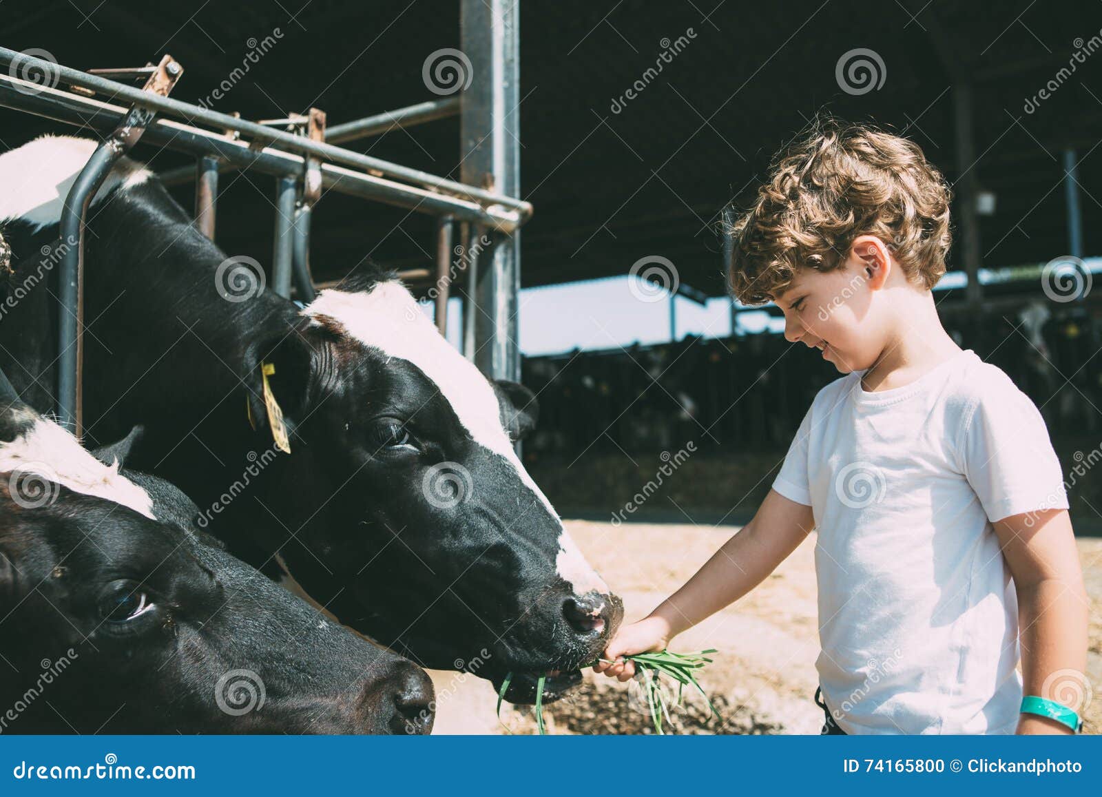Happy kid feeding cows stock photo. Image of farming - 74165800