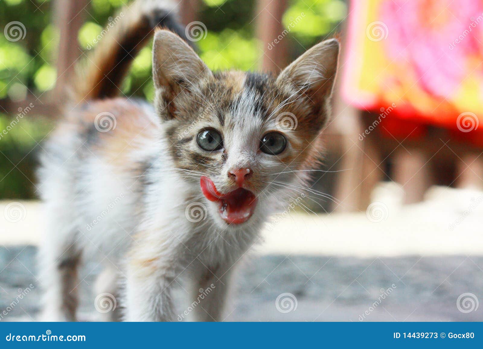 Happy kitten stock image. Image of kitten, happy, cute - 14439273