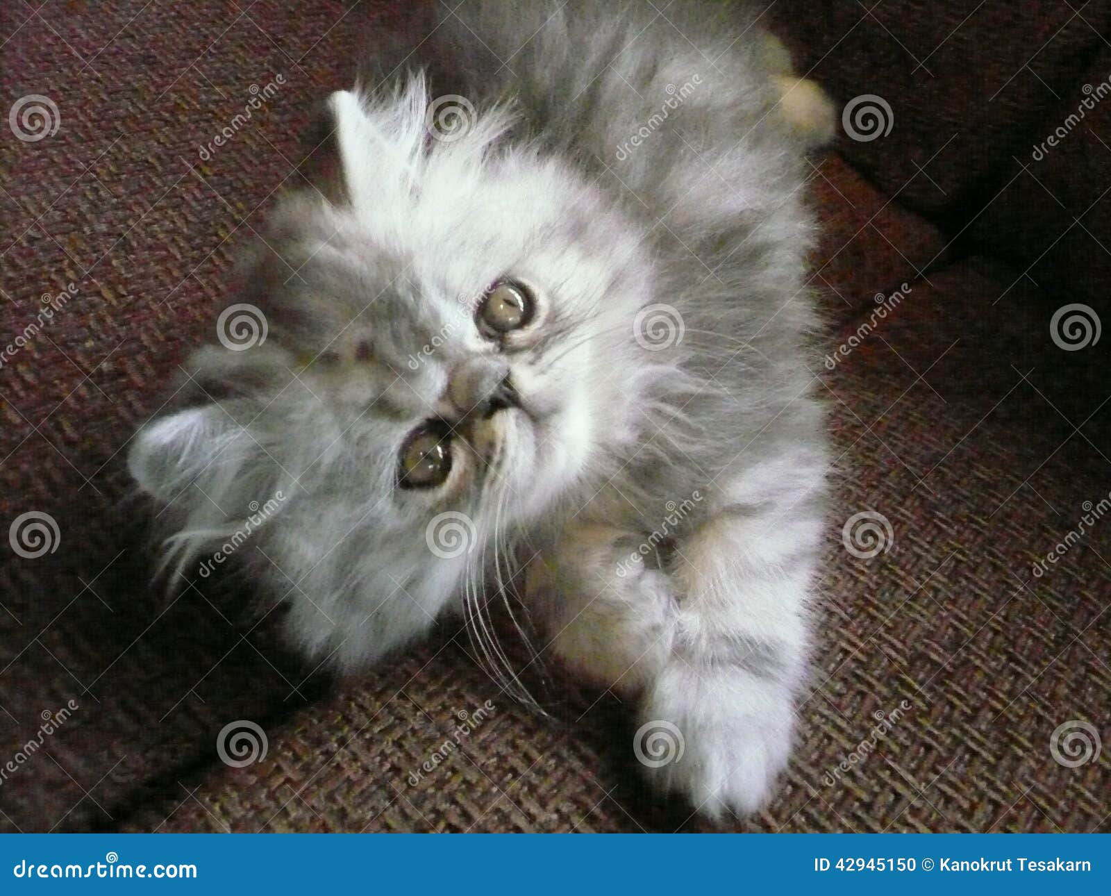 Happy kitten stock photo. Image of sofa, soft, kitten - 42945150