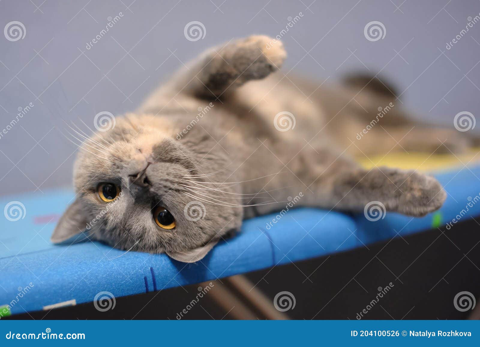 Cat enjoying life stock photo. Image of blissful, feline - 204100526