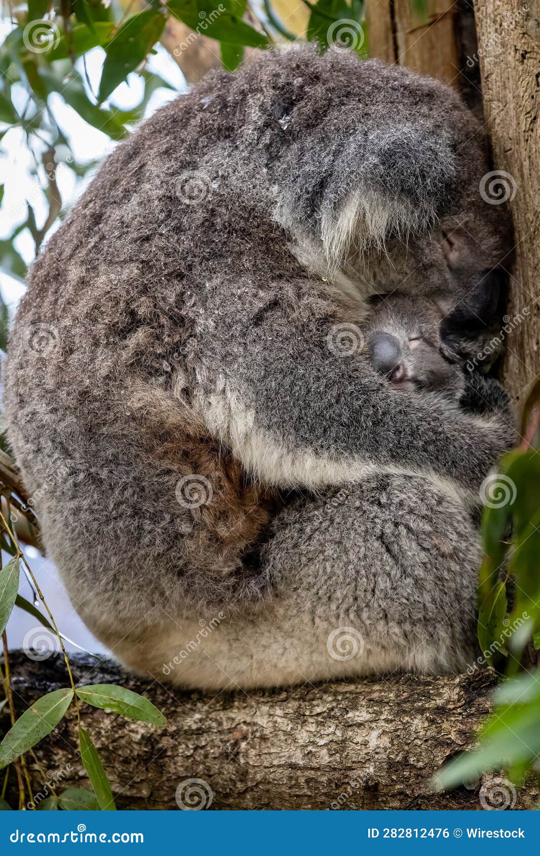 Koala Hugging A Tree Stock Photo | CartoonDealer.com #169716516