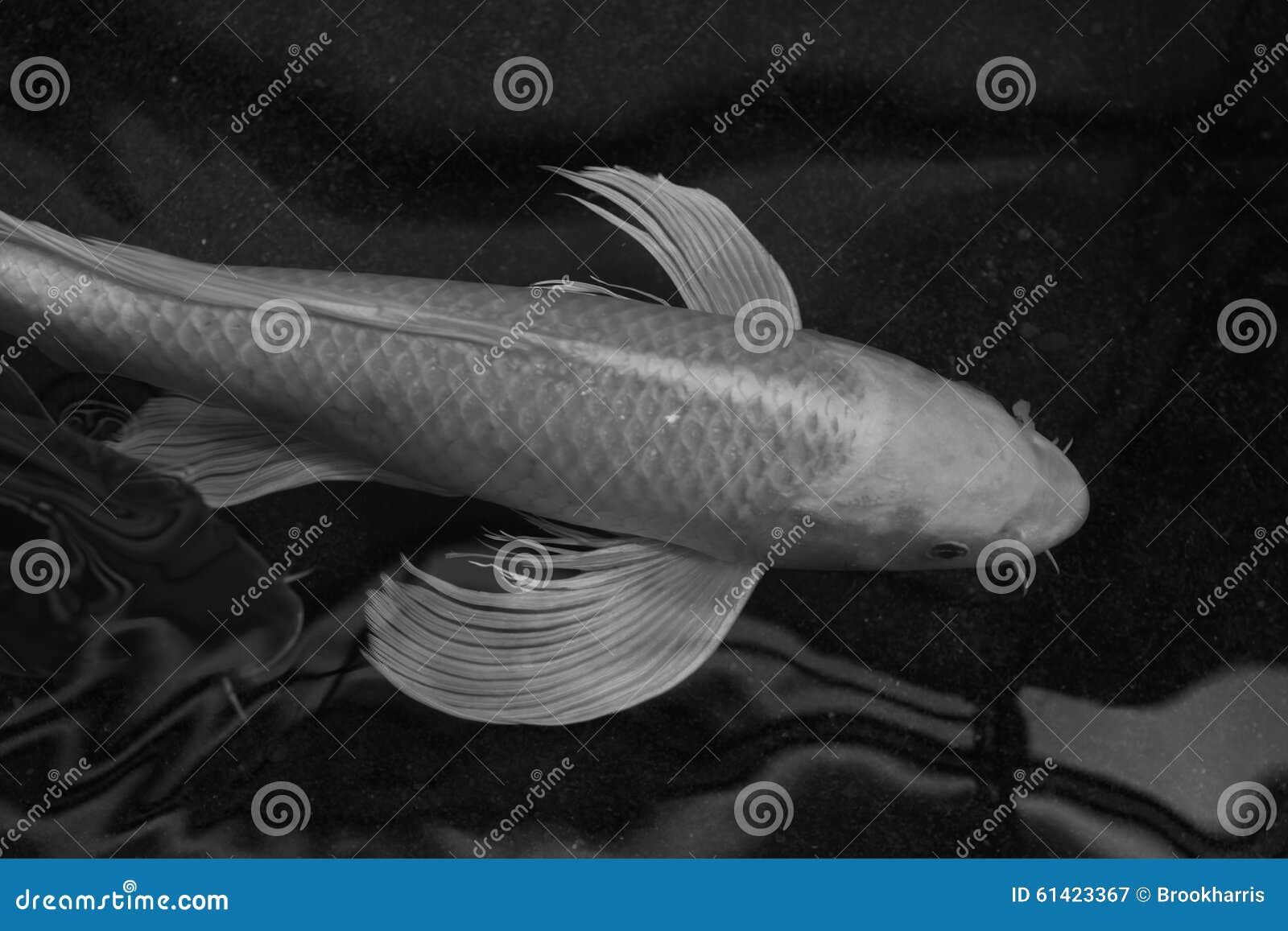 The Happy Koi in Black and White Stock Image - Image of oriental ...