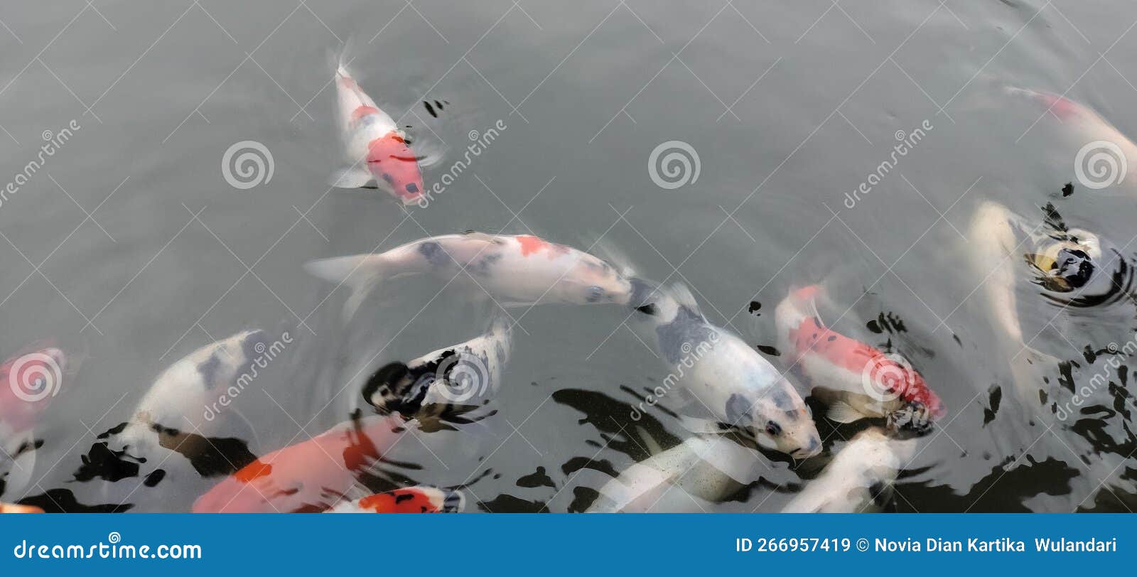 Happy Koi Fish Being Fed in the Pond Stock Image - Image of reef ...