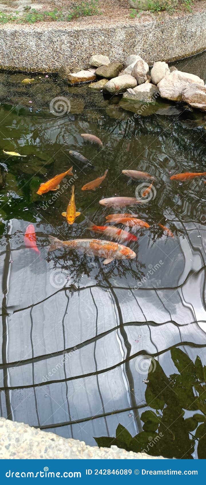Happy Koi Fish at Cameron Highlands Stock Image - Image of animal, leaf ...