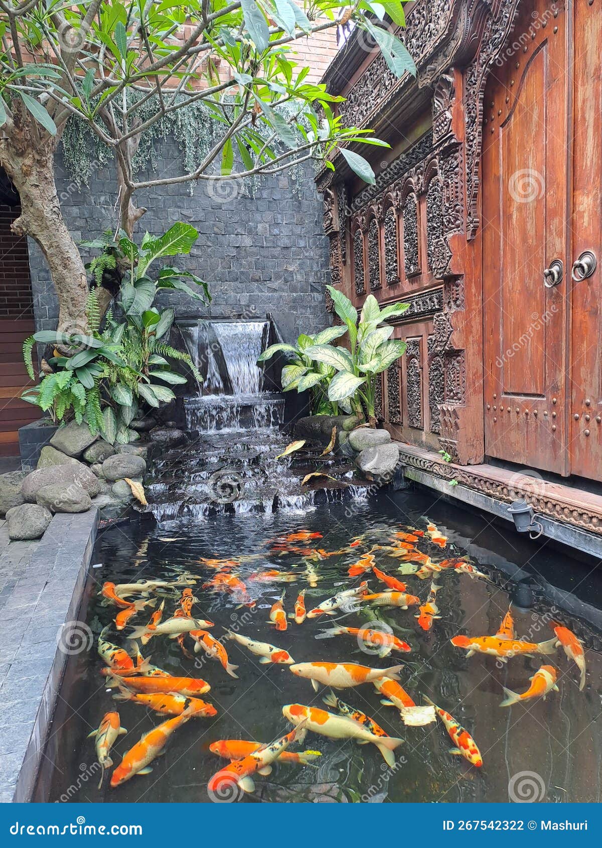 Happy Koi Fish in a Comfortable and Beautiful Pond Stock Photo - Image ...