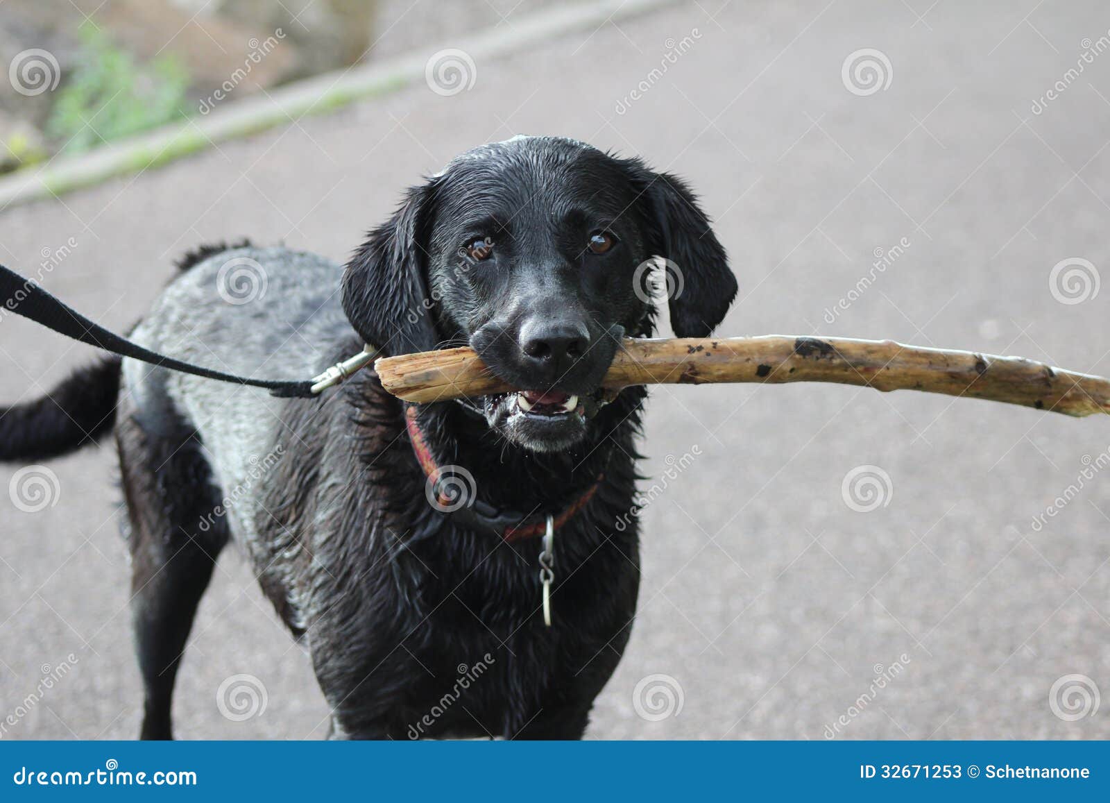 Happy Lab stock image. Image of retriever, labrador, chase - 32671253
