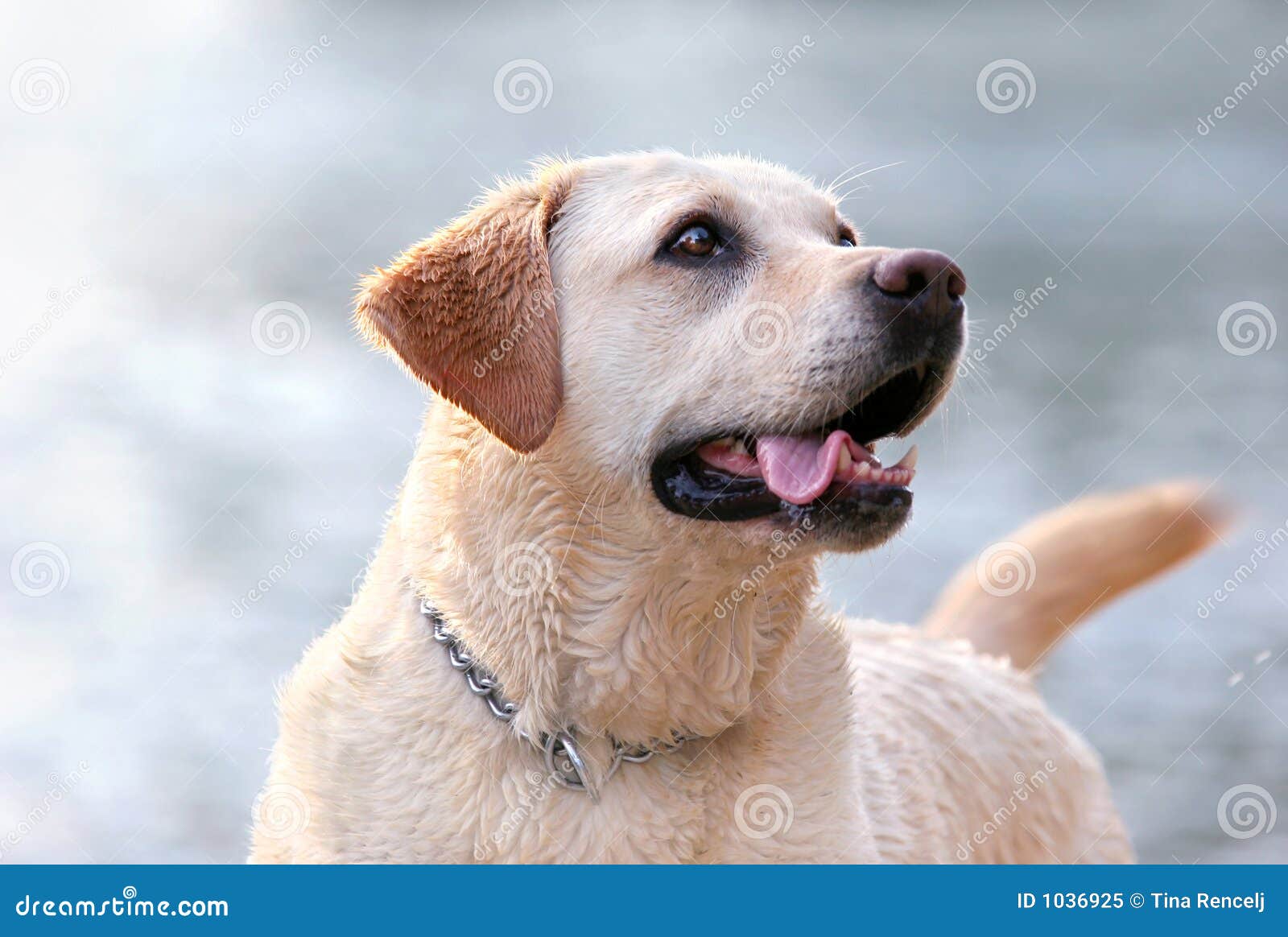 Happy Lab Portrait stock image. Image of happiness, soaked - 1036925