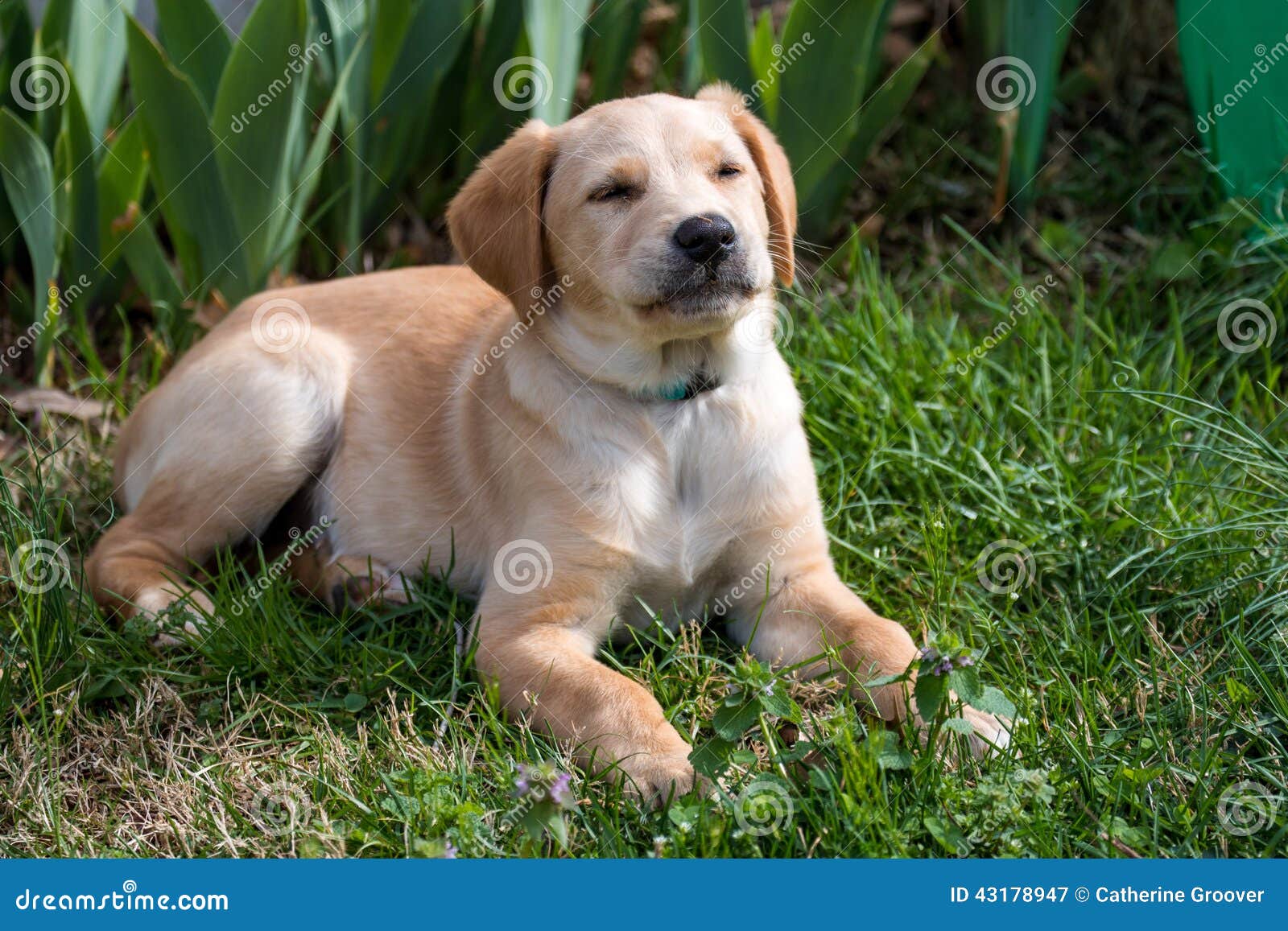 Happy Lab Puppy stock image. Image of mouth, paws, head - 43178947