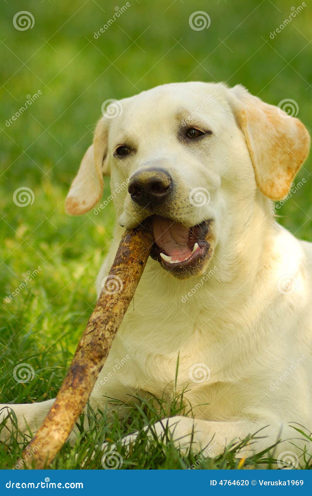 Happy labrador stock photo. Image of animal, adult, details - 4764620