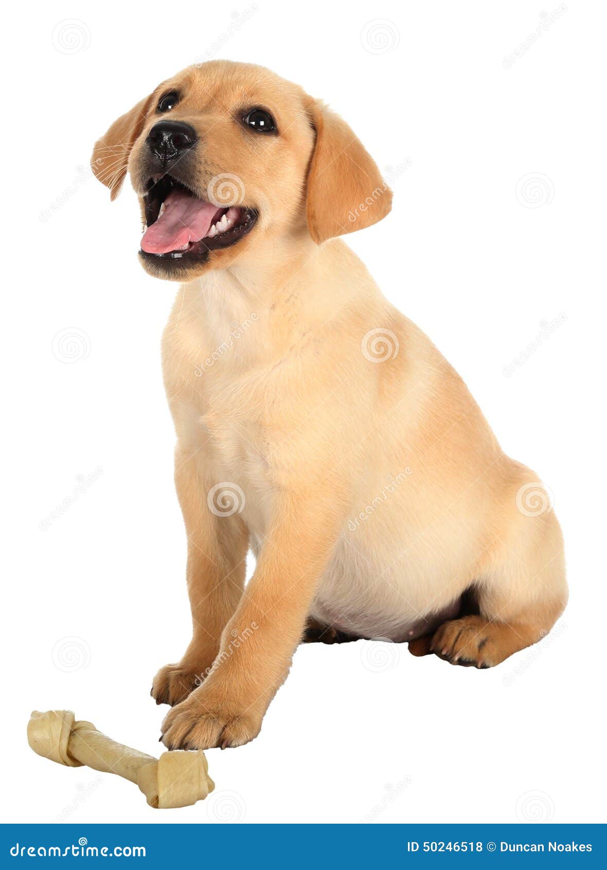 Happy Labrador Puppy stock photo. Image of bone, pedigree - 50246518