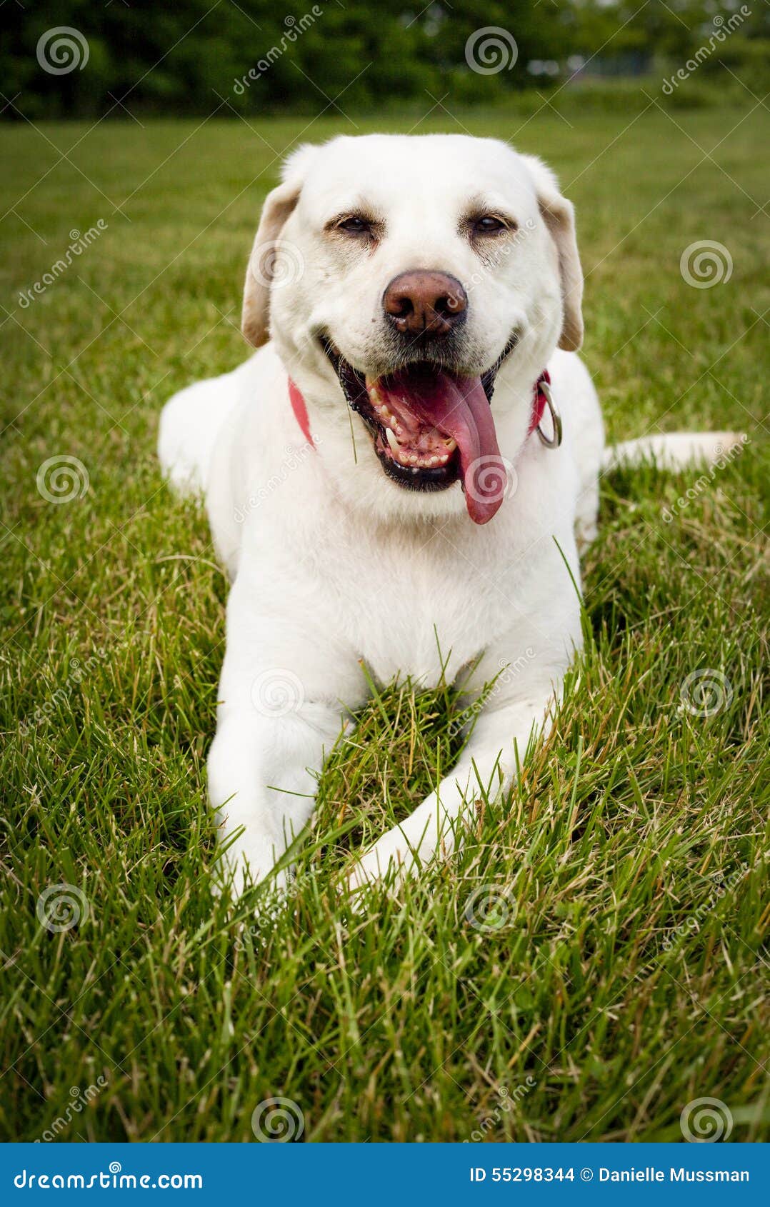 Happy Labrador retriever stock photo. Image of animal - 55298344