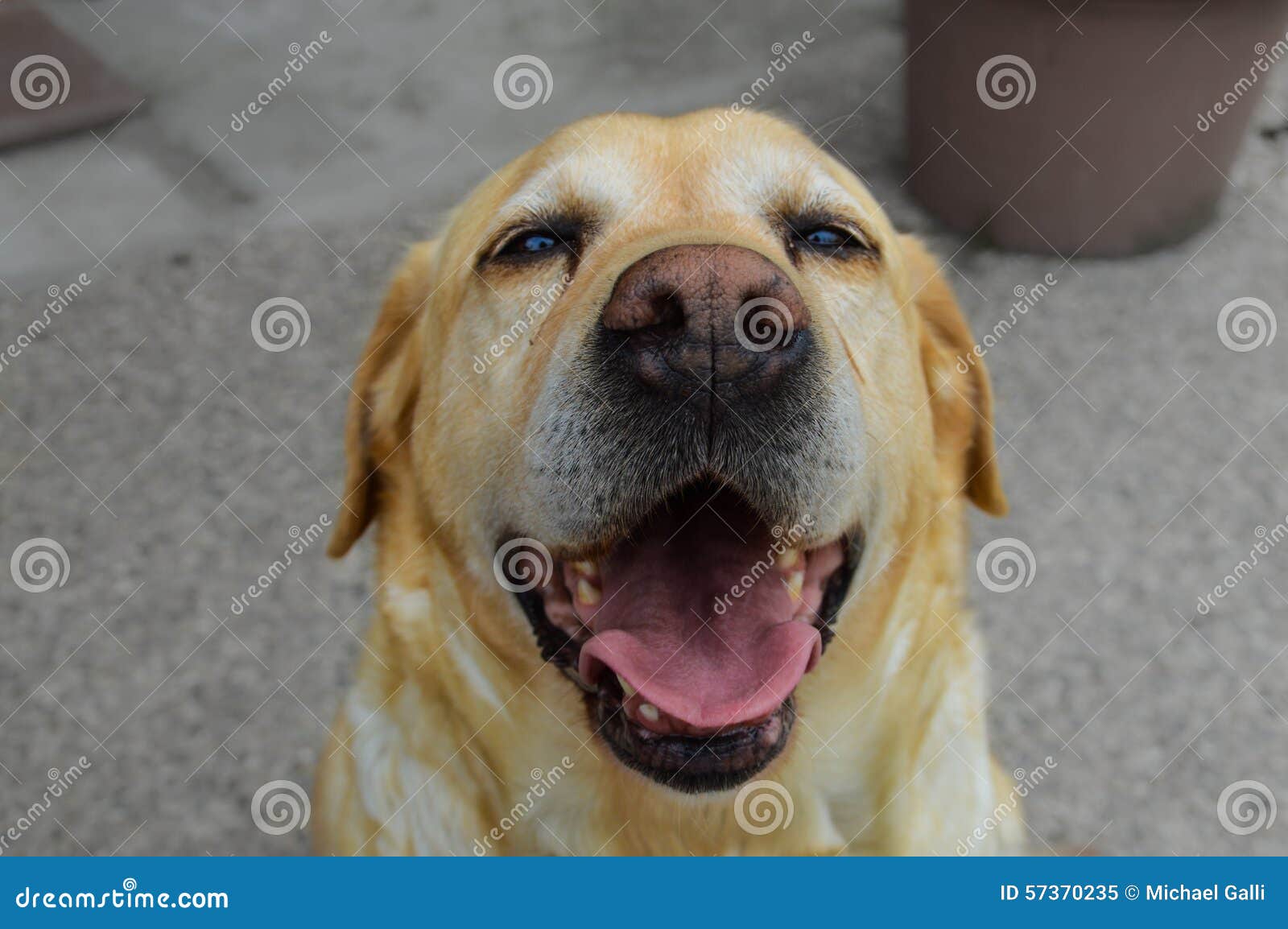 Happy labrador stock image. Image of labrador, happy - 57370235