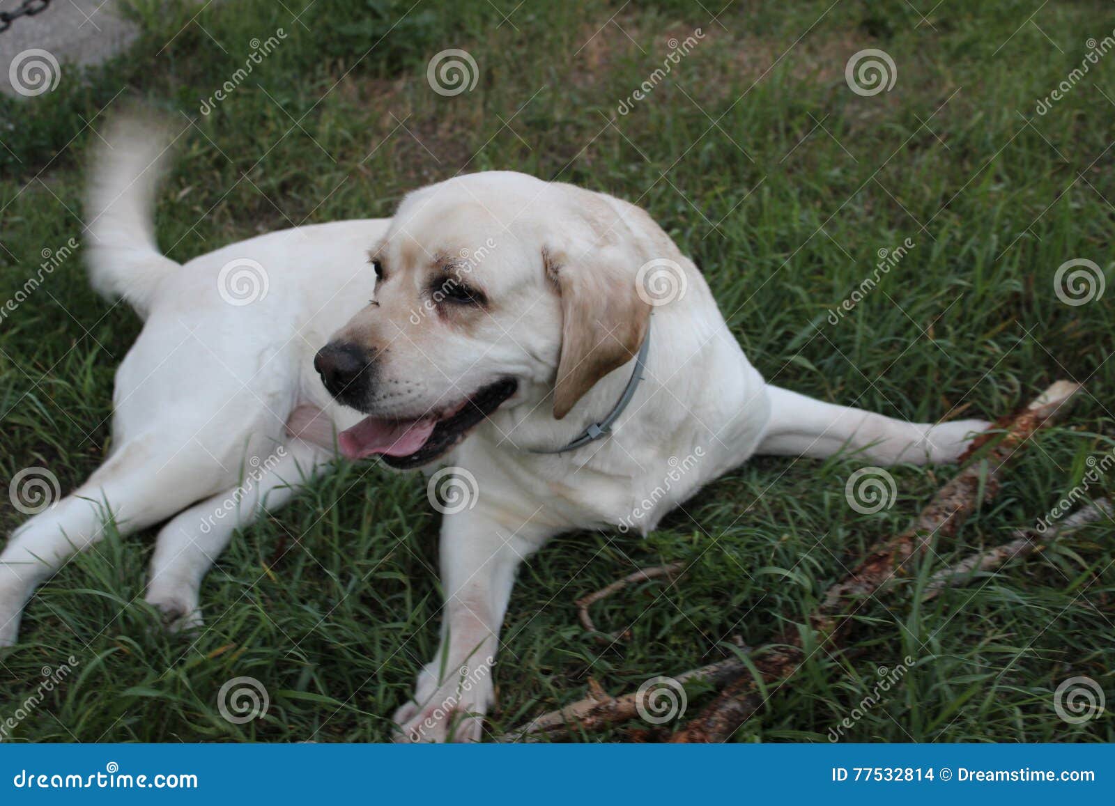 Happy Labrador stock photo. Image of enjoy, labrador - 77532814