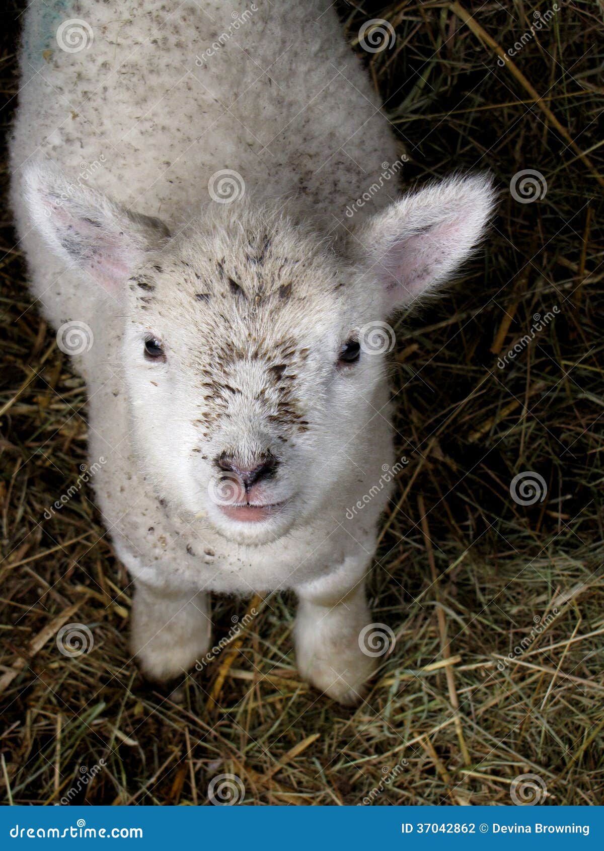 Happy Lamb stock photo. Image of white, farm, wool, sheep - 37042862