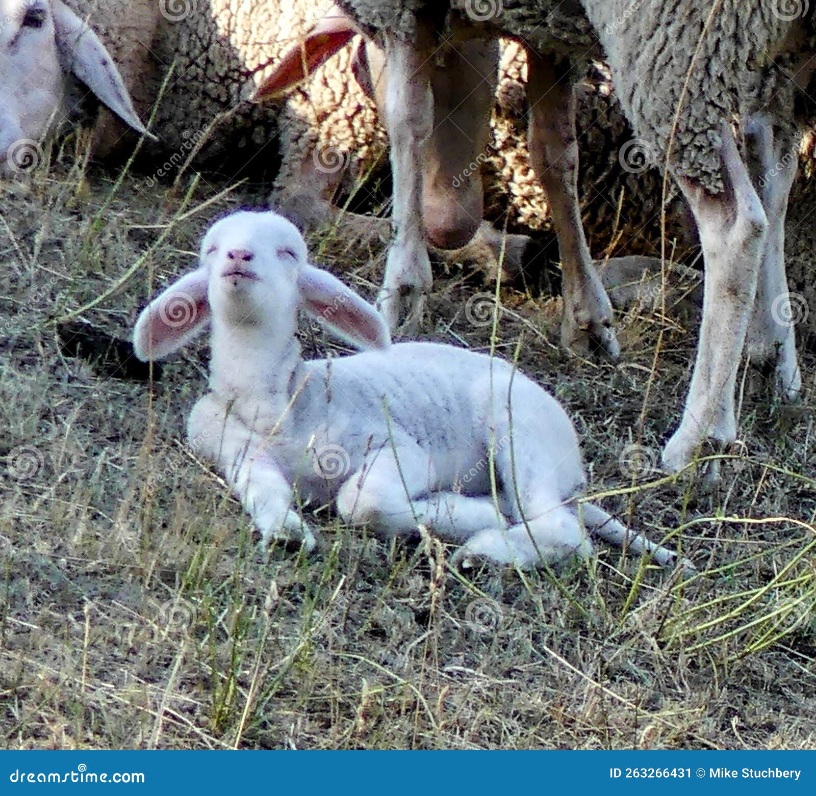 Happy lamb lying in grass stock image. Image of mammal - 263266431